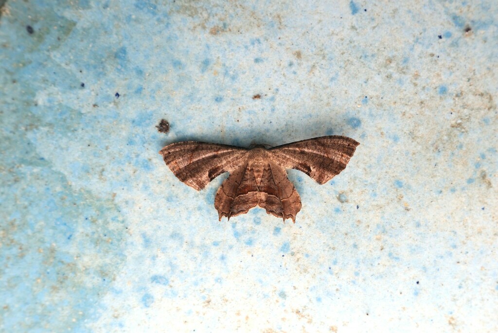 Epiplema from Karangasem Regency, Bali, Indonesia on October 19, 2023 ...