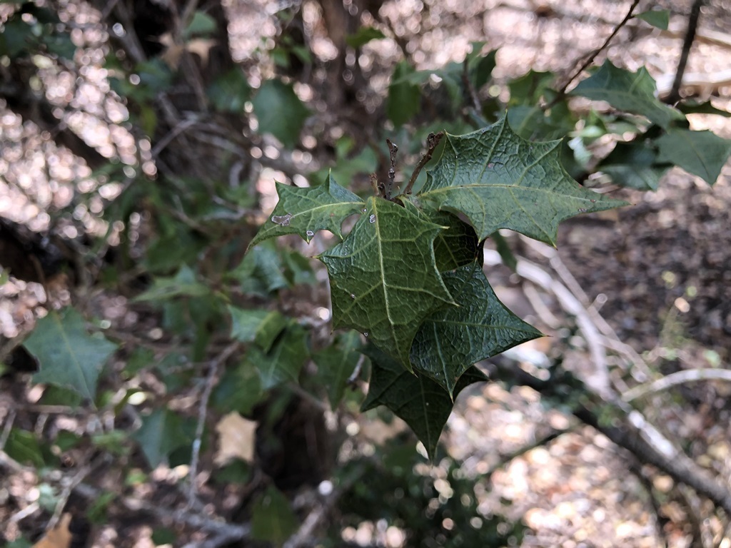 Native Holly from Junction View QLD 4343, Australia on October 28, 2023 at 10:48 AM by Martin ...