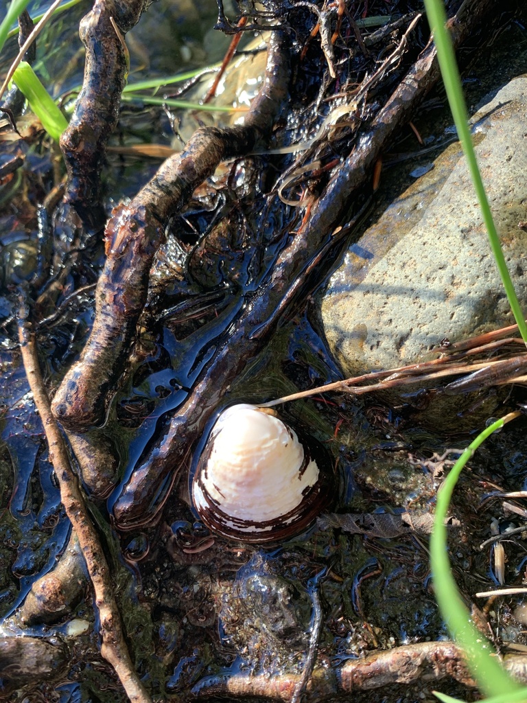 Asian Clam from E Lake Sammamish Trail, Sammamish, WA, US on October 28 ...