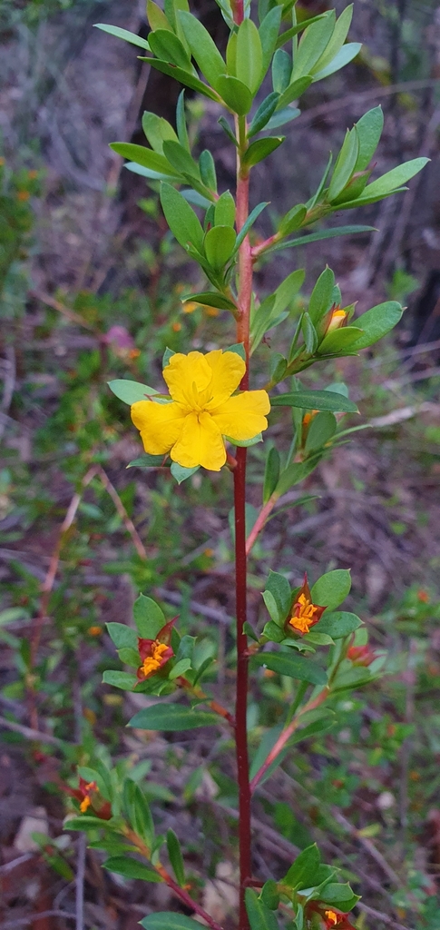 Blue Mountains Guinea Flower from VXFH+C5, Waterfall NSW 2233 ...