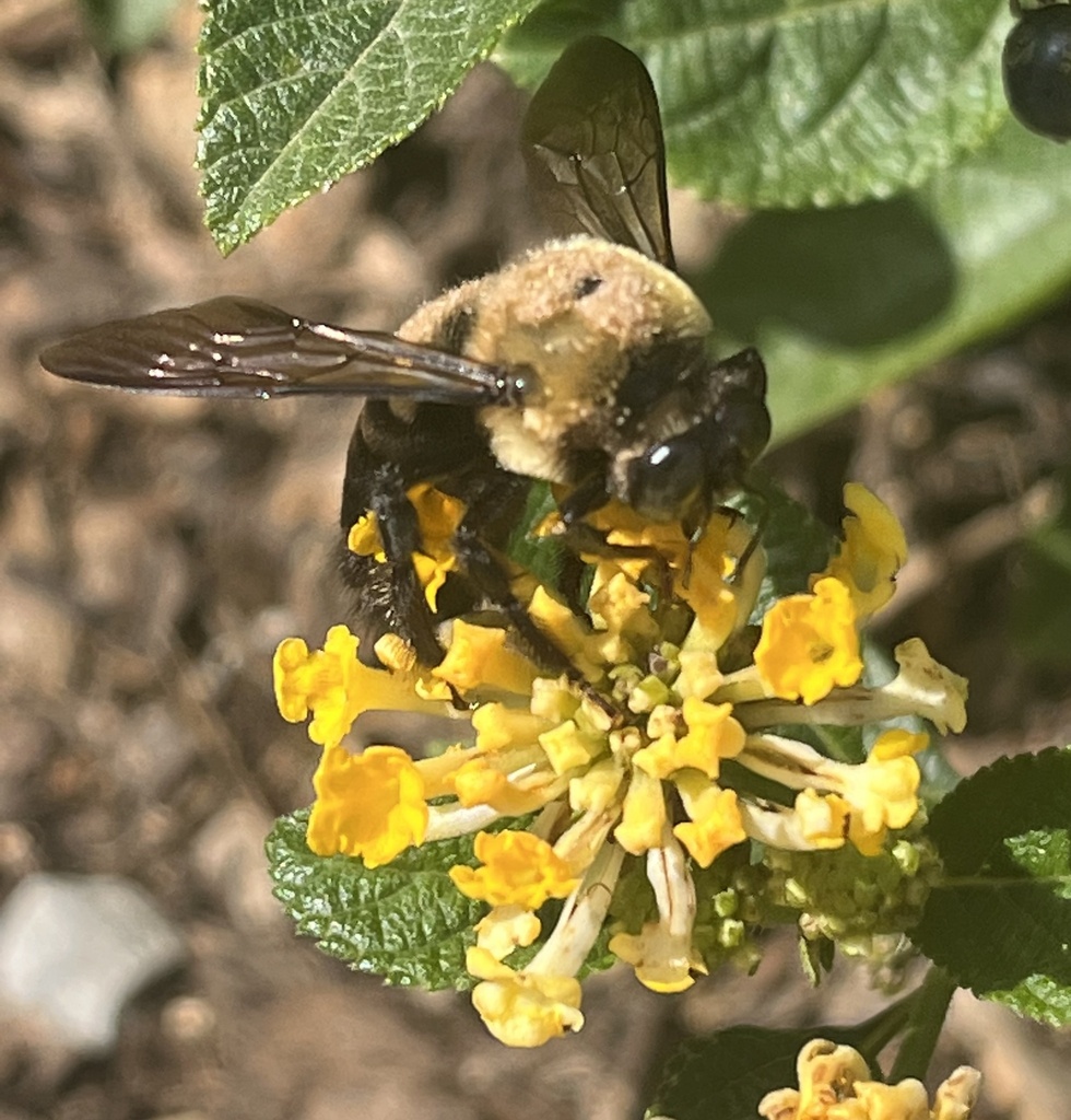 Eastern Carpenter Bee from Johnny Bailey Rd, Bailey, MS, US on October ...