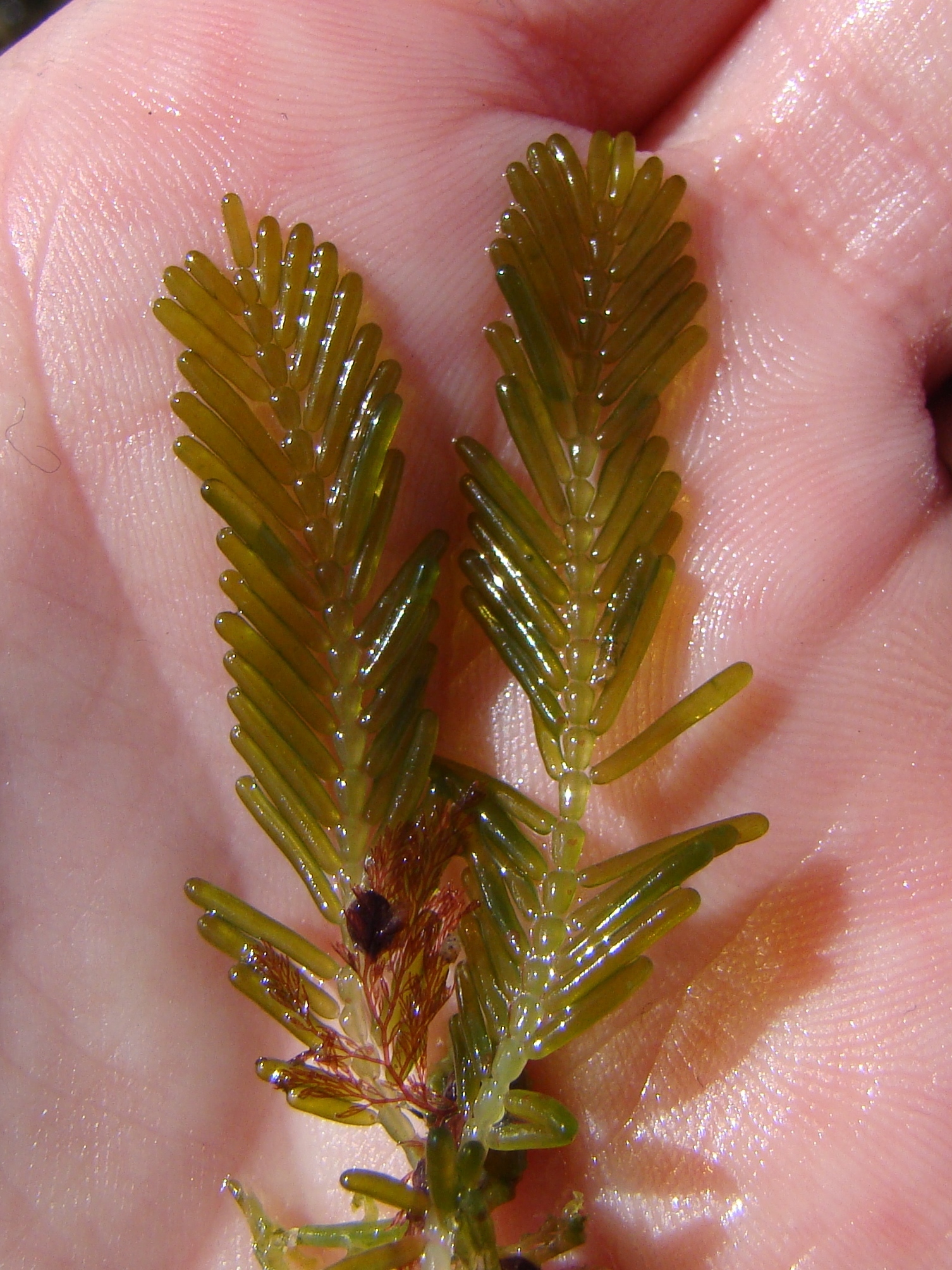 Caulerpa Sertularioides