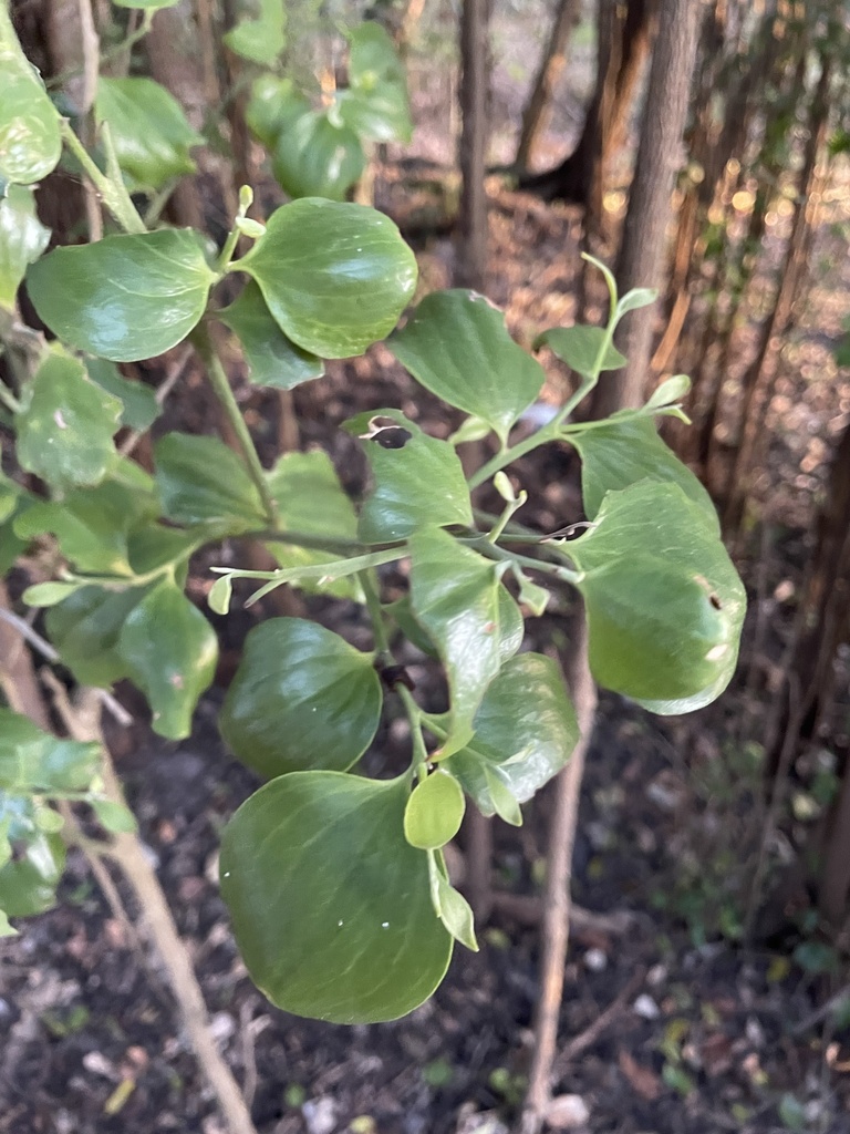 Broad Leaved Native Cherry from Ocean Dr, Mudjimba, QLD, AU on October ...