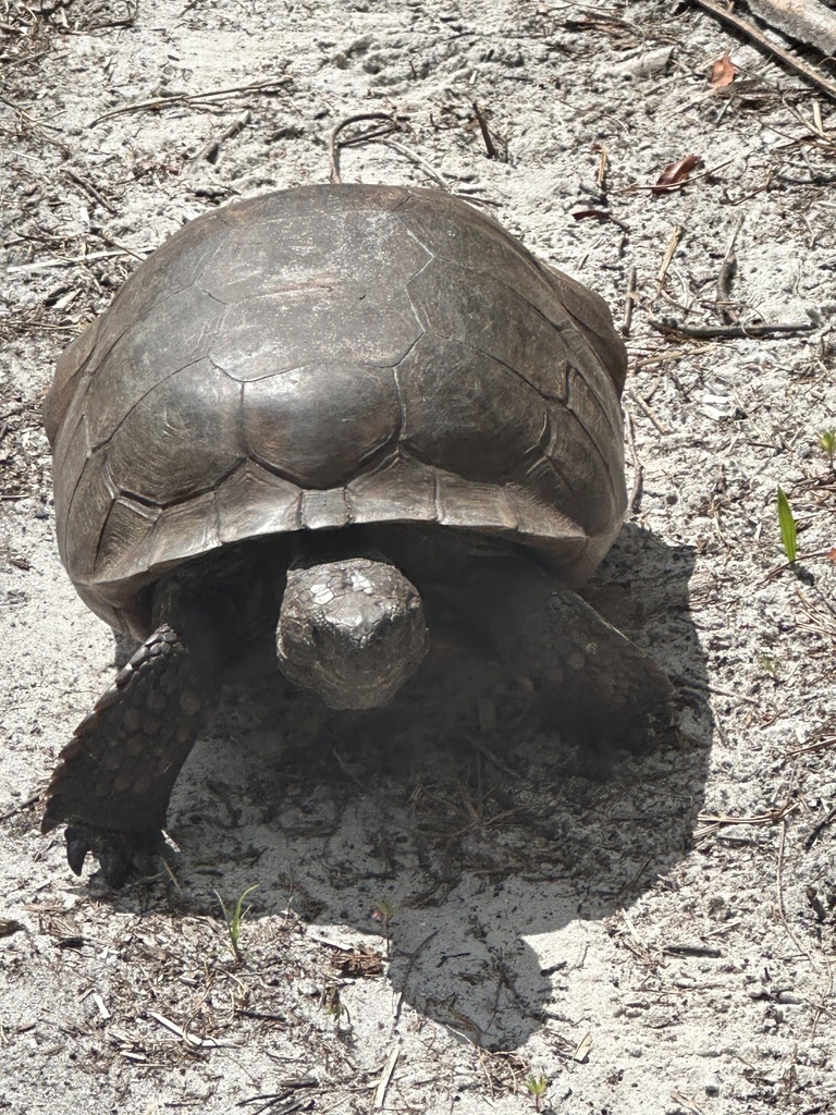 Gopher Tortoise in October 2023 by bigj4 · iNaturalist