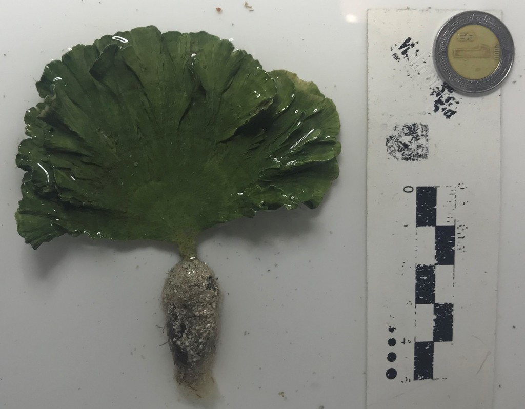 mermaid's-fan alga (Udotea flabellum) - Botanical Realm