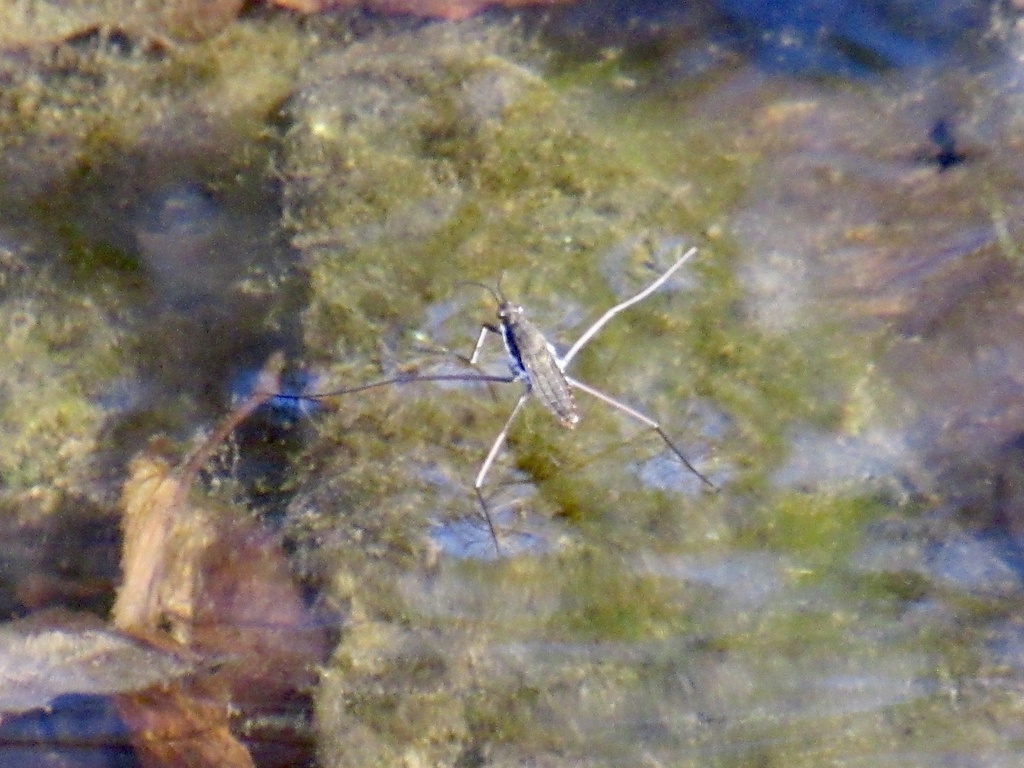 North American Common Water Strider from South Mountain Reservation ...