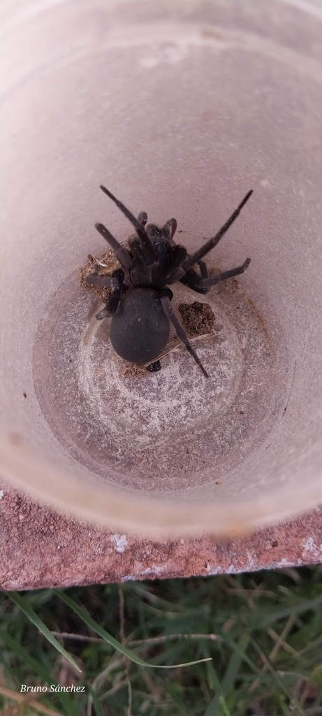 Zorocrates fuscus from San antonio de los pedroza on October 28, 2023 ...