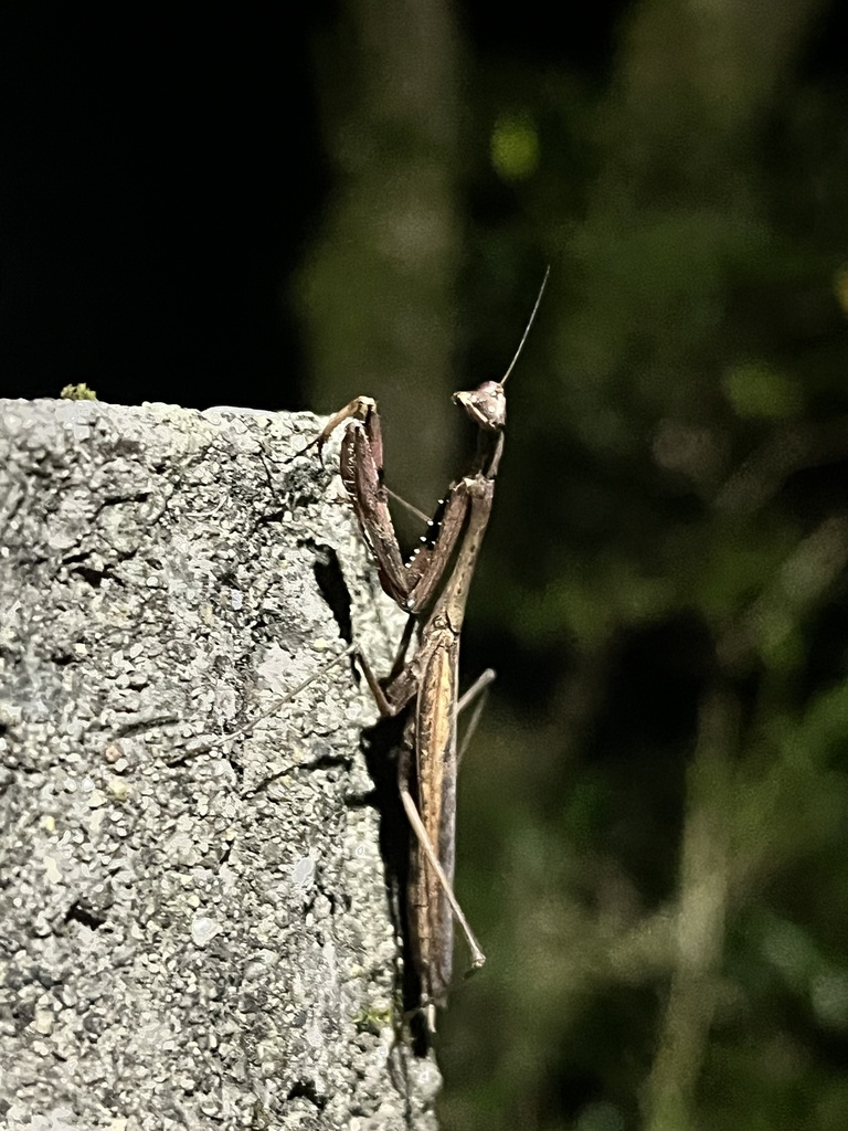 Statilia maculata maculata from Minoo, JP-OS, JP on October 28, 2023 at ...