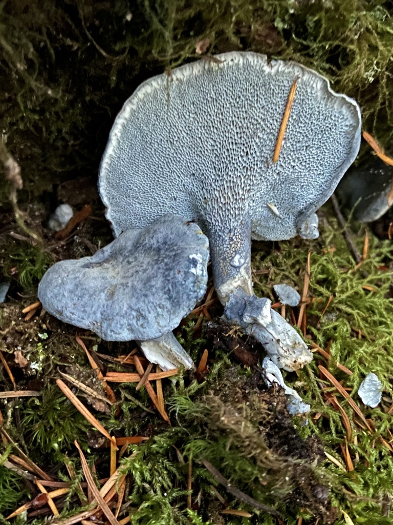 Little Blue Polypore from Mt. Baker-Snoqualmie National Forest ...
