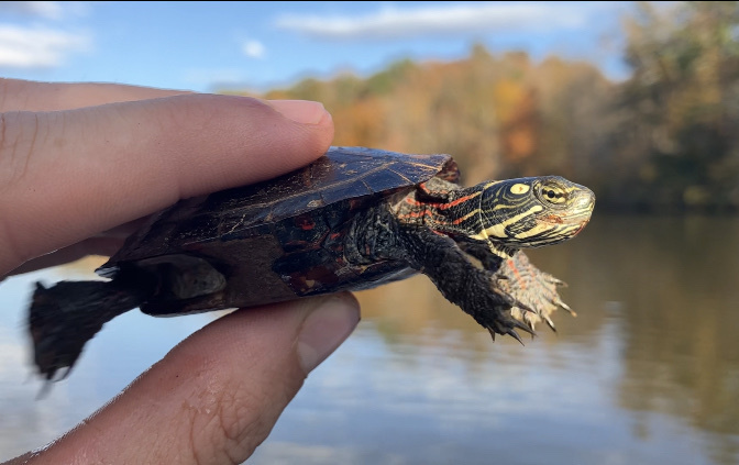 Eastern Painted Turtle from Totier Creek Reservoir, Scottsville, VA, US ...