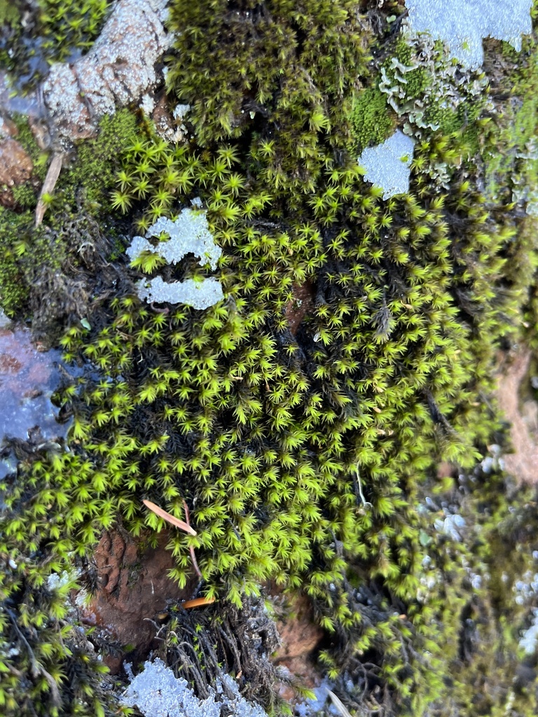 transparent fork-moss from Grays Harbor County, US-WA, US on October 28 ...