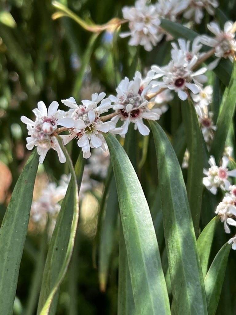Western Australian Peppermint from Hobson St, Queenscliff, VIC, AU on ...