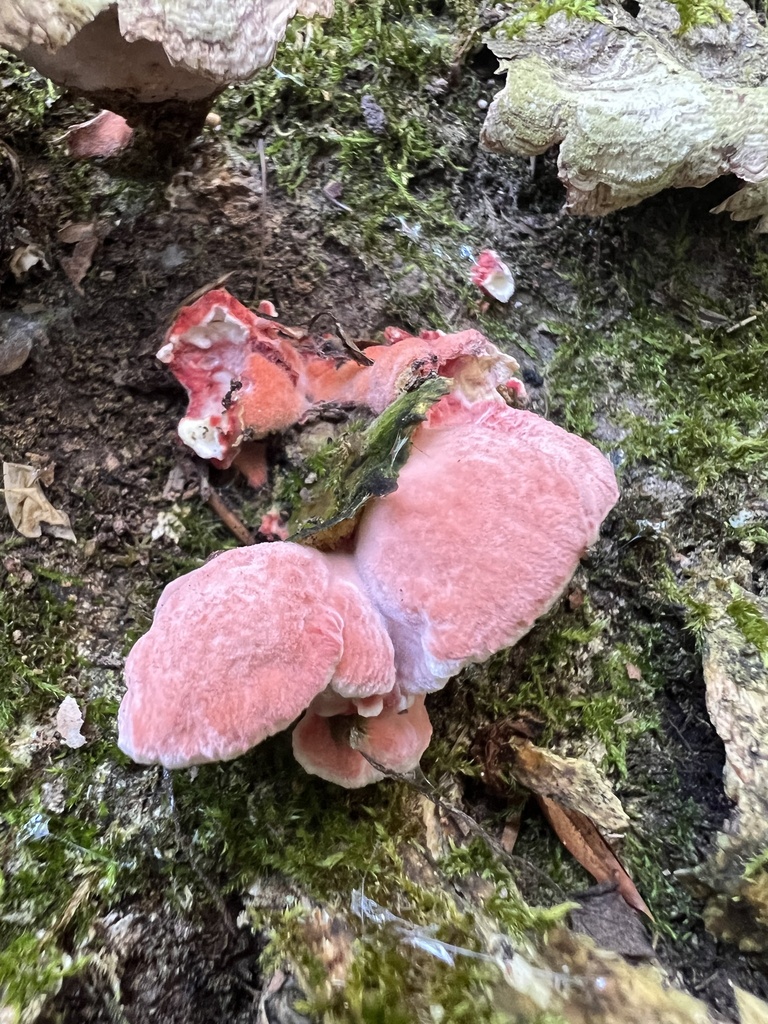 Coral-pink Merulius from Georgetown Pike, McLean, VA, US on October 26 ...