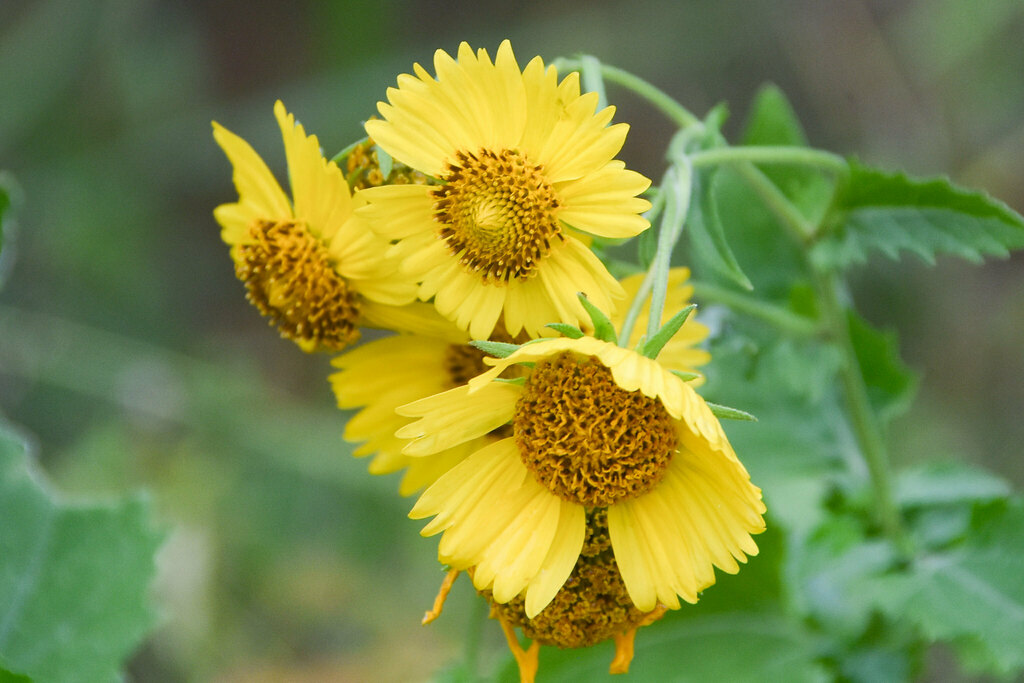 cowpen daisy from Fry Ditch Creek, Bixby, OK on October 26, 2023 at 09: ...