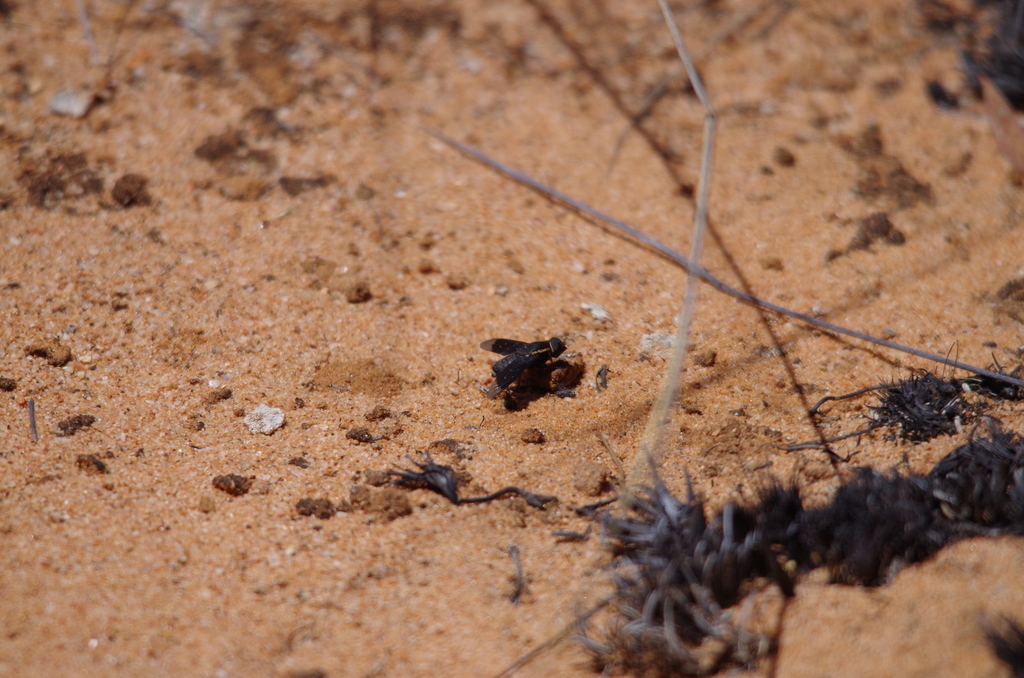 Muwarna stellifera from Midgee SA 5602, Australia on October 26, 2023 ...