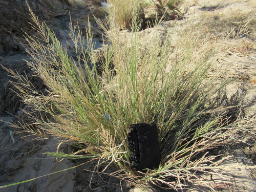 Sprangletop (Diplachne fusca) · iNaturalist