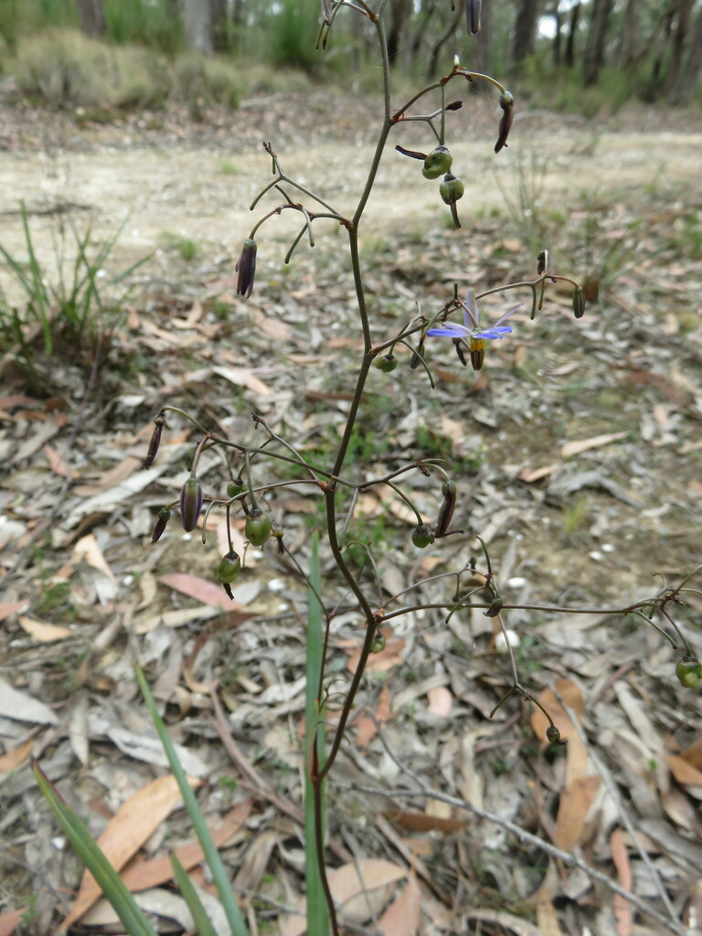 flax-lilies from Balliang VIC 3340, Australia on October 28, 2023 at 12 ...