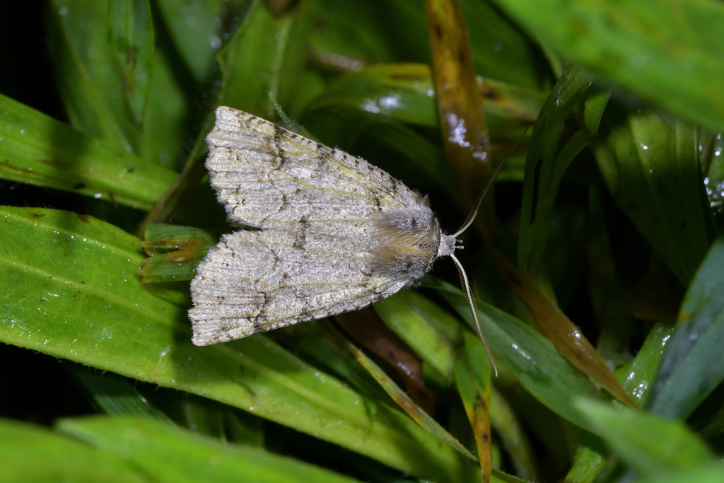 Forest Semilooper from Ballance, New Zealand on October 8, 2023 at 12: ...