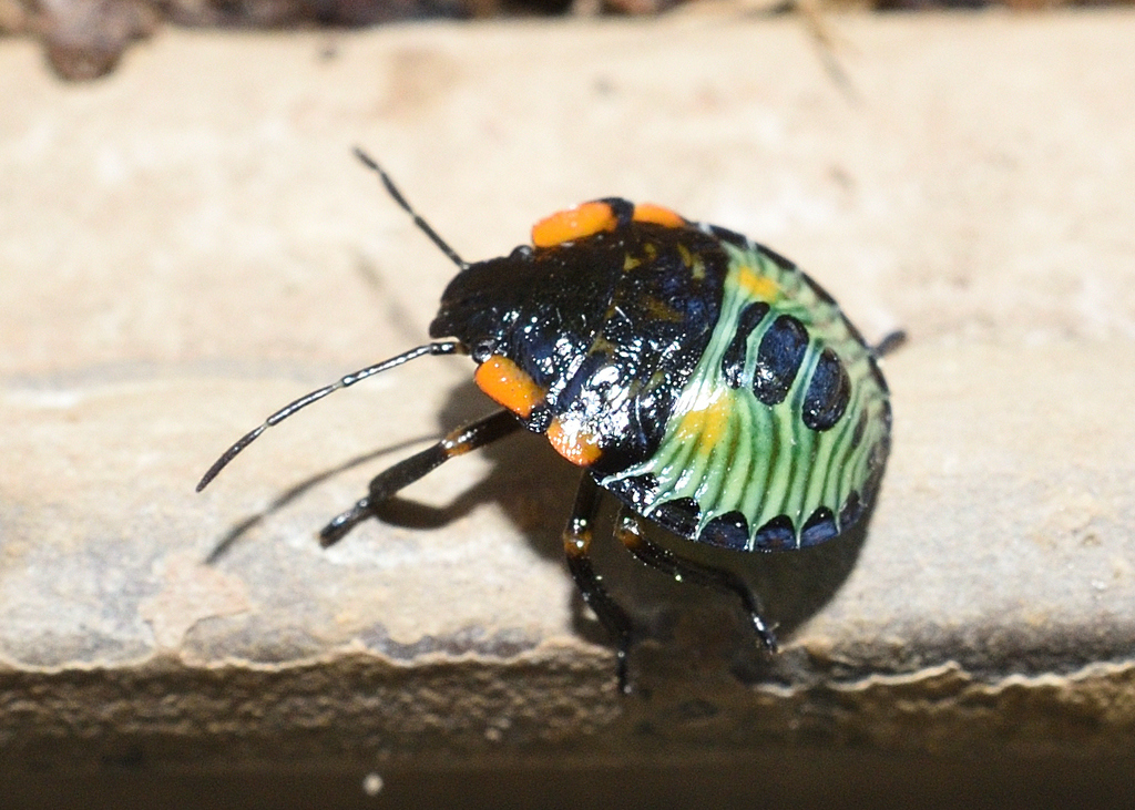 Green Stink Bug from Silo Ct, Anderson, CA 96007, USA on October 28 ...