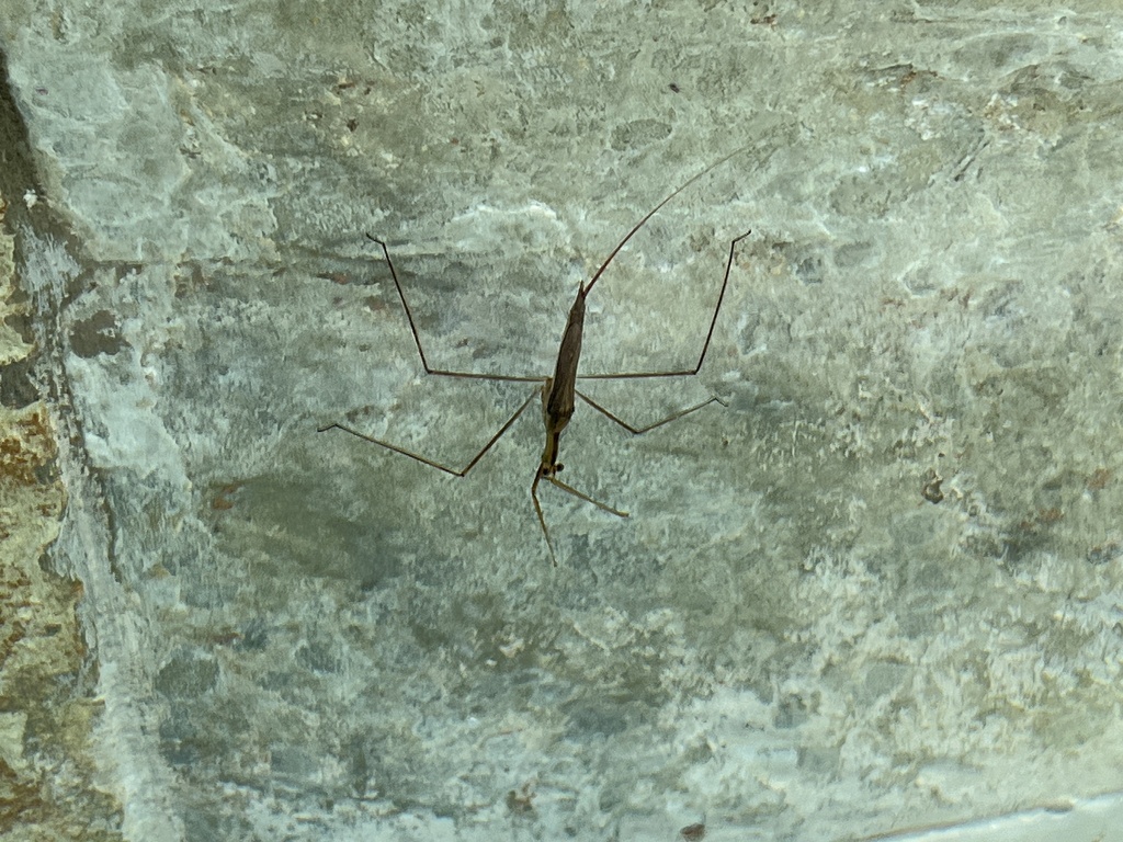 Ranatra from Narayani, NP on October 14, 2023 at 09:13 AM by Kat ...