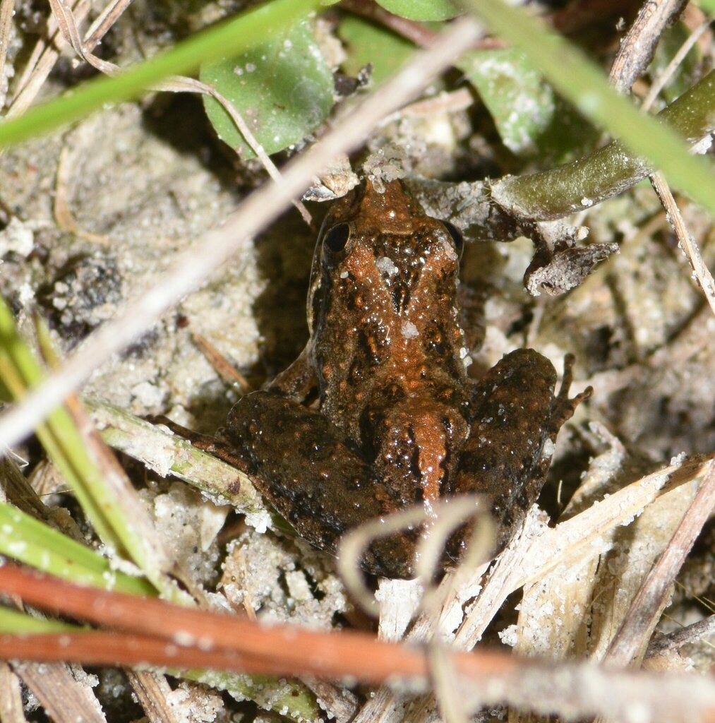 Southern Cricket Frog from Palm Beach County, FL, USA on October 28 ...