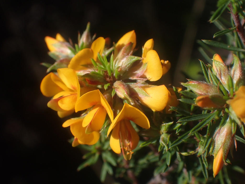 Bush-peas from Mount Kaputar NP, Kaputar NSW 2390, Australia on October ...