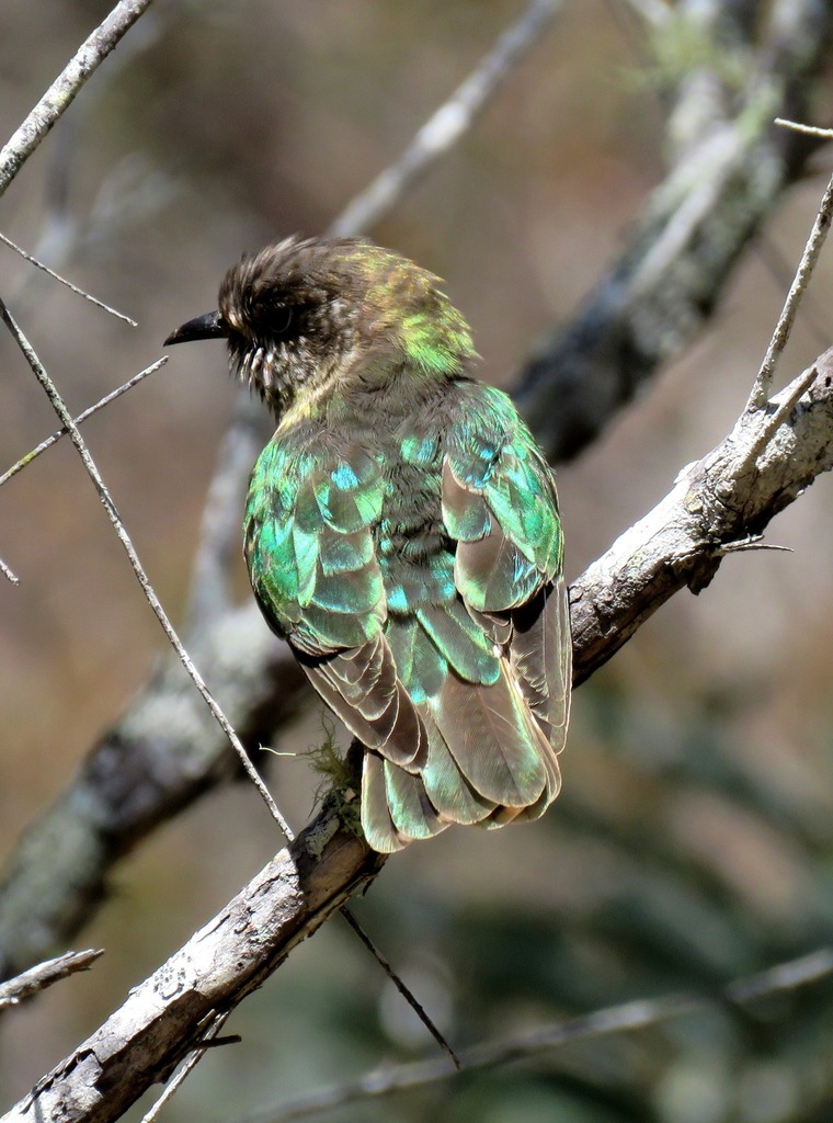 Shining Bronze-Cuckoo from Coomba Park NSW 2428, Australia on October ...