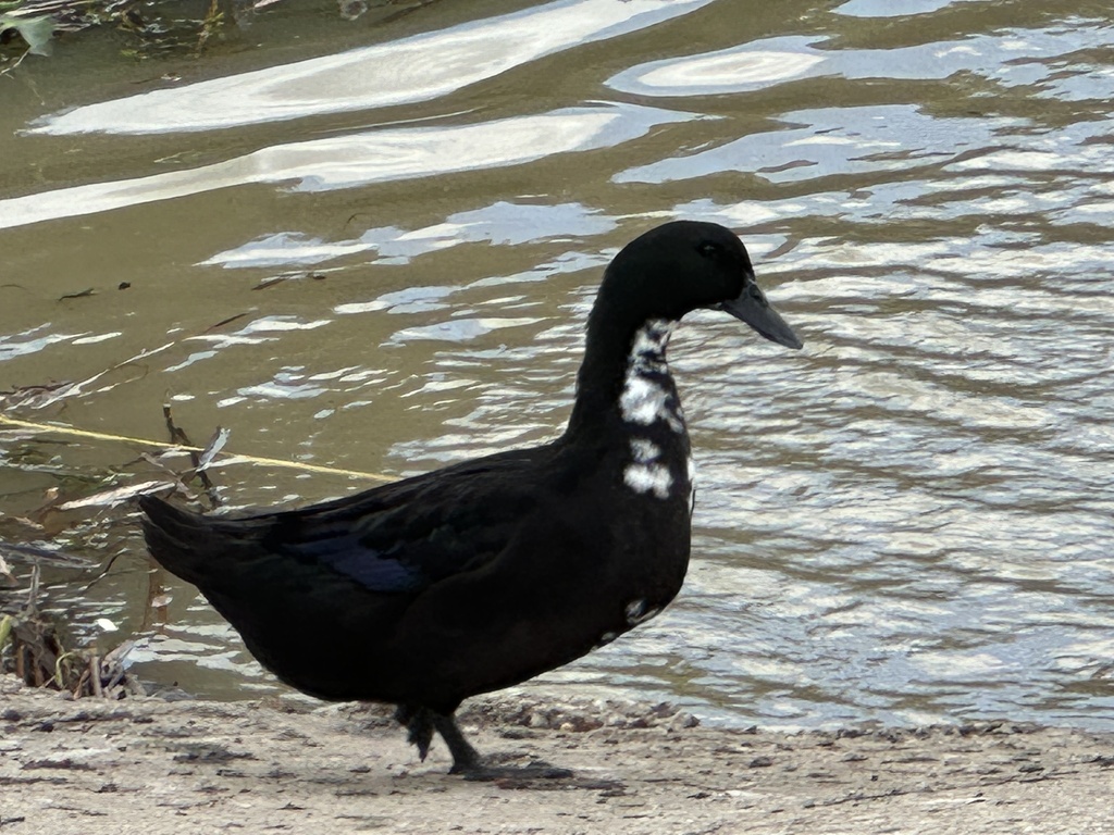 Domestic Mallard from Northeast Carrollton, Carrollton, TX, USA on ...