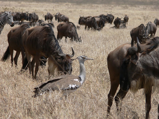 Kori Bustard in October 2007 by Matt Muir. Mixed flock, megafauna-style ...