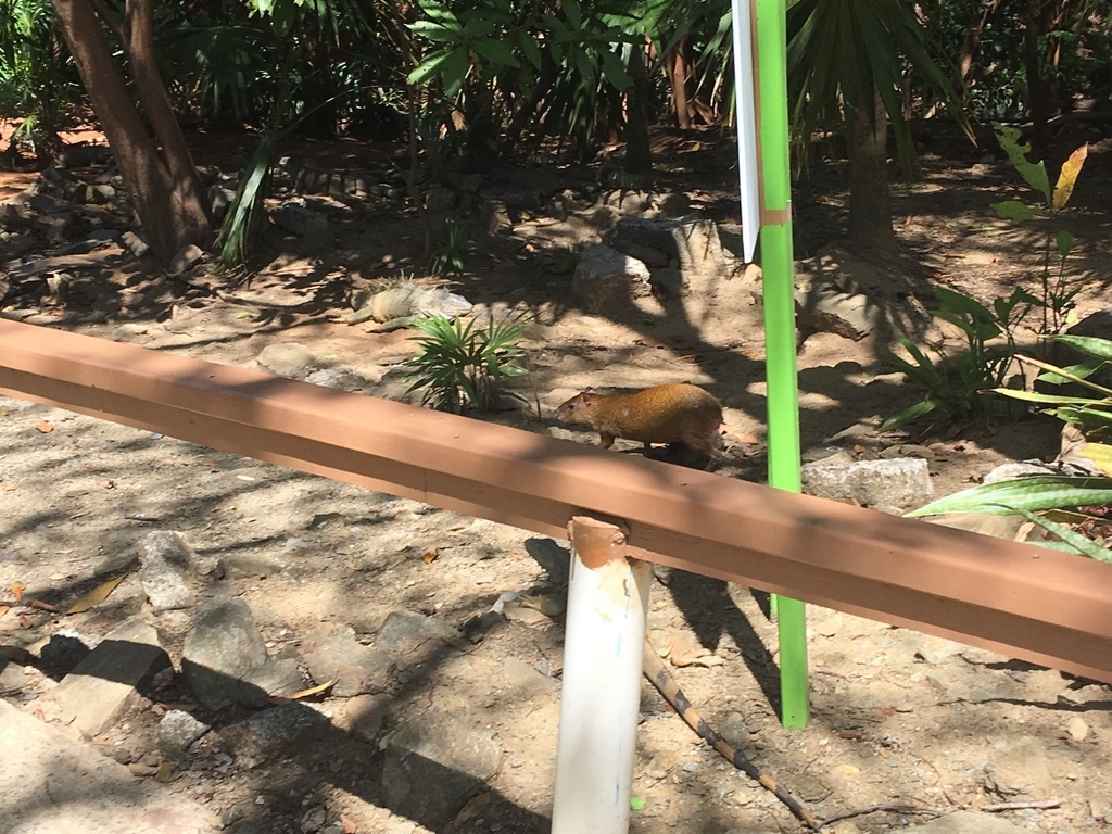 Roatan Island Agouti in July 2019 by Matthew · iNaturalist