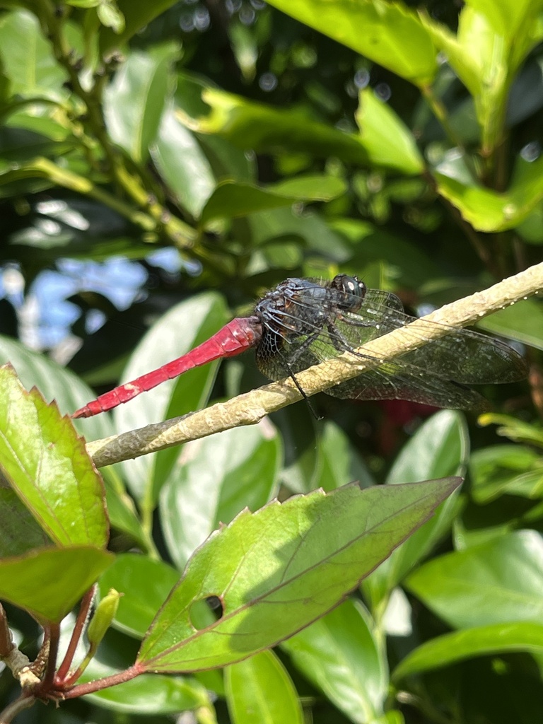 Common Red Skimmer in October 2023 by Nakatada Wachi · iNaturalist