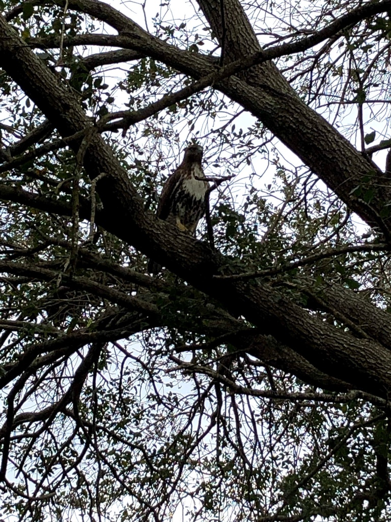 Red-tailed Hawk from Florida Southern College, Lakeland, FL, US on ...