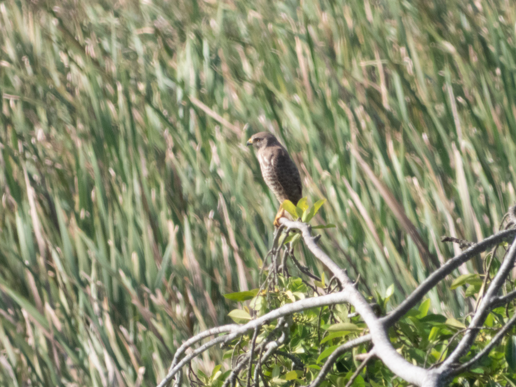 Roadside Hawk from Alvarado, Ver., México on October 28, 2023 at 09:04 ...