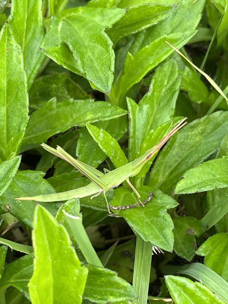 Oriental Longheaded Locust in October 2023 by Nakatada Wachi · iNaturalist