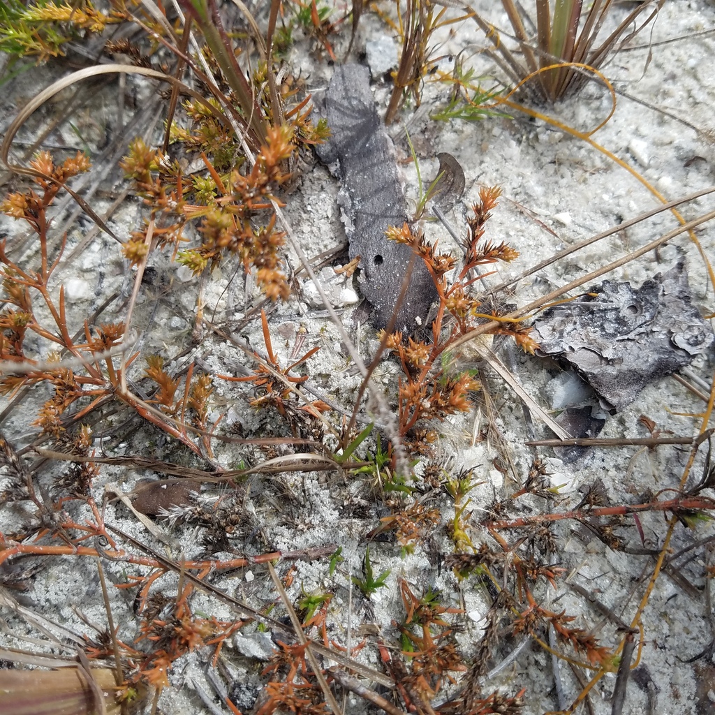 Rust Weed from Palm Beach County, FL, USA on October 28, 2023 at 01:15 ...