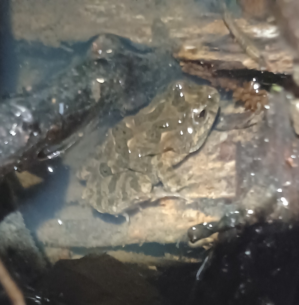 False Western Froglet from Williams WA 6391, Australia on August 20 ...