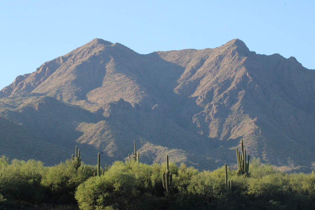 saguaro from Maricopa County, AZ, USA on October 28, 2023 at 04:01 PM ...