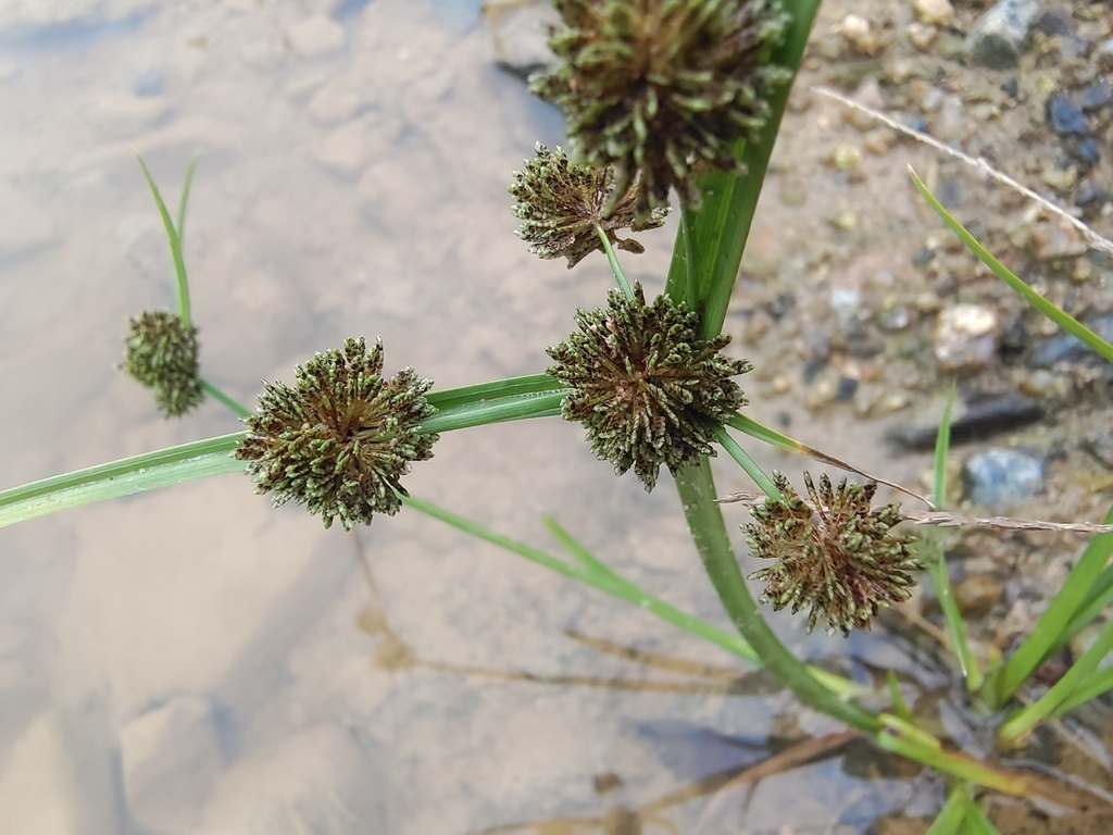 Variable Flatsedge from Fuzhou, CN-JX, CN on October 29, 2023 at 07:23 ...