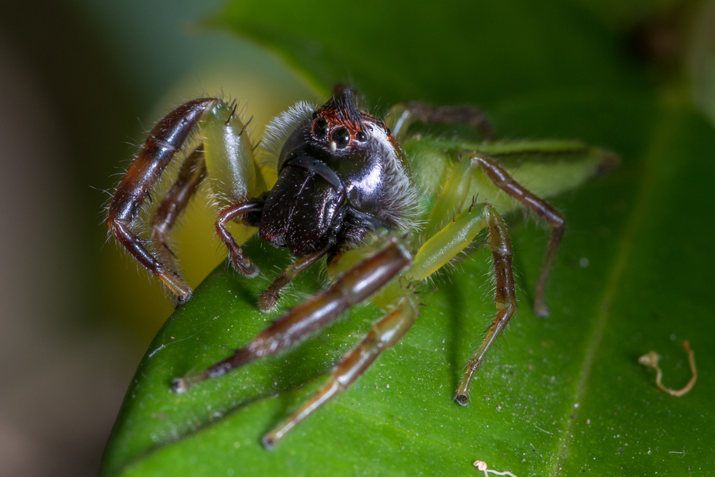 Green Jumping Spider from Eumundi QLD 4562, Australia on October 29 ...