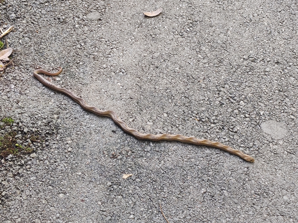 Small-banded Kukri Snake from Xishuangbanna Dai, CN-YN, CN on October ...