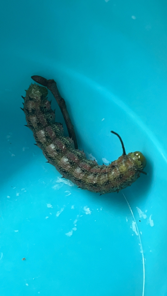 Southern Pink-striped Oakworm Moth from Lake Morton Dr, Lakeland, FL ...
