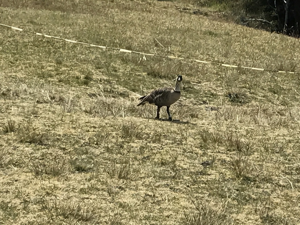 Hawaiian Goose from Haleakalā National Park, Kula, HI, US on March 1 ...