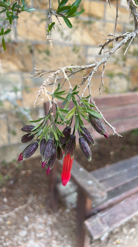 Sacred flower of the Incas from Dunedin on October 29, 2023 at 06:17 PM ...