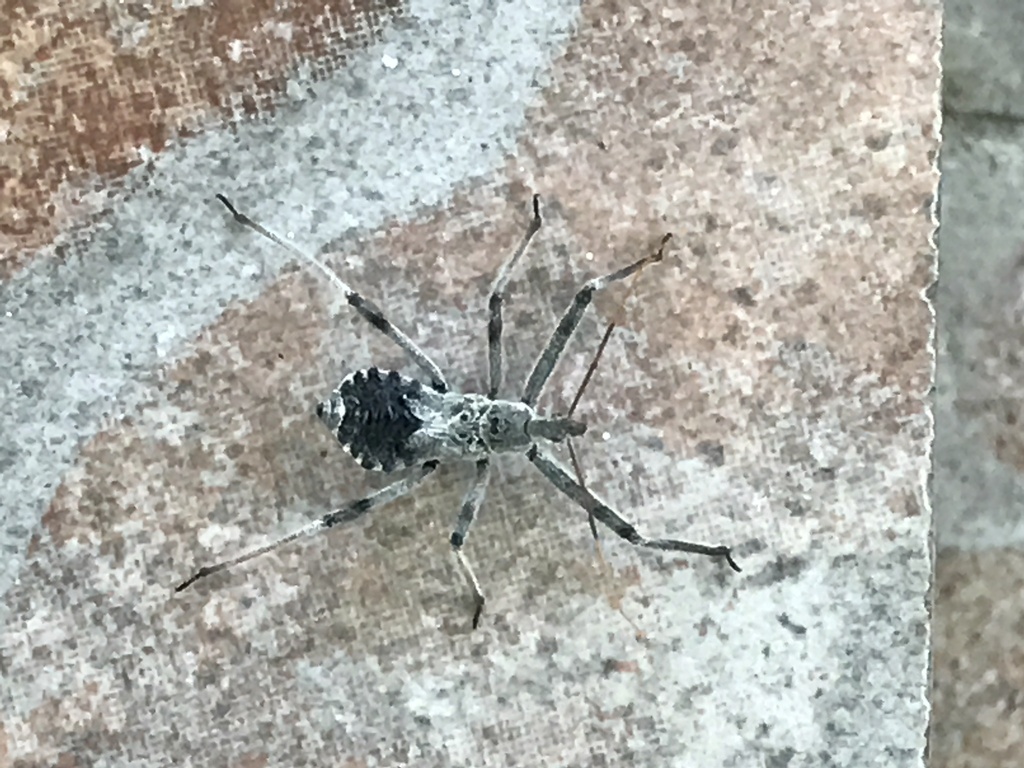 North American Wheel Bug from Whisper Dew St, San Antonio, TX, US on ...