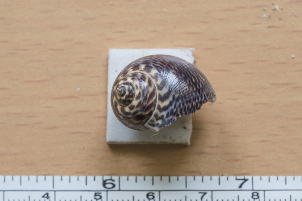 Tiger Moon Snail from Арамболь, Гоа 403519, Индия on October 15, 2023 ...