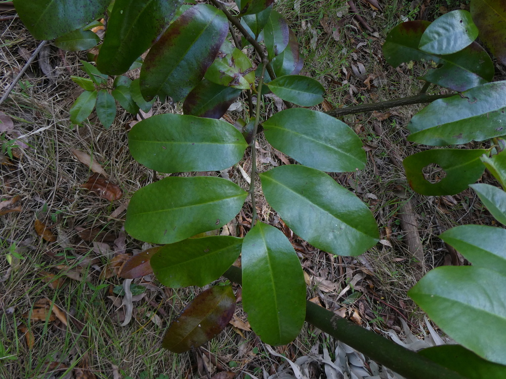 Bolwarra from New Farm Rd, West Pennant Hills, NSW, AU on October 29 ...