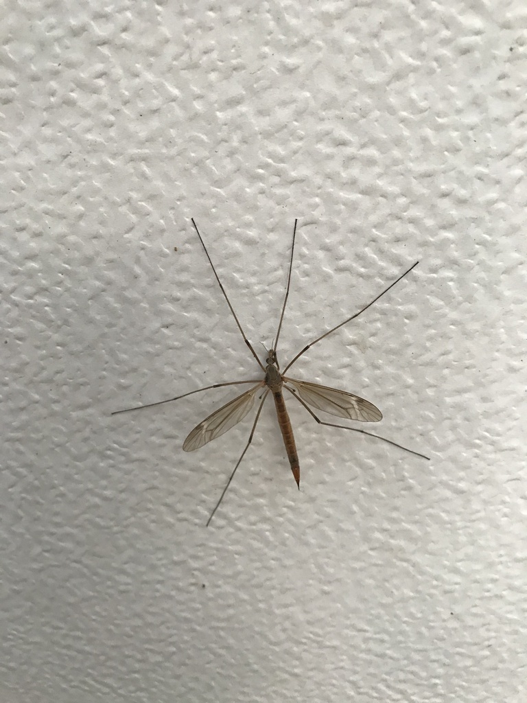 Common Crane Flies from Whisper Dew St, San Antonio, TX, US on April 8 ...