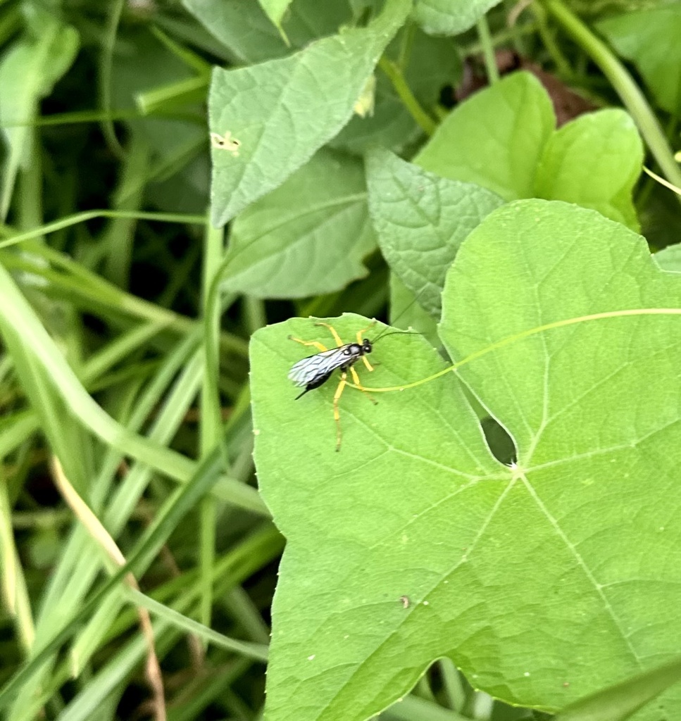 Pimpla desde Valle de Bravo, Edo. Méx., MX el 09 de octubre de 2023 a ...