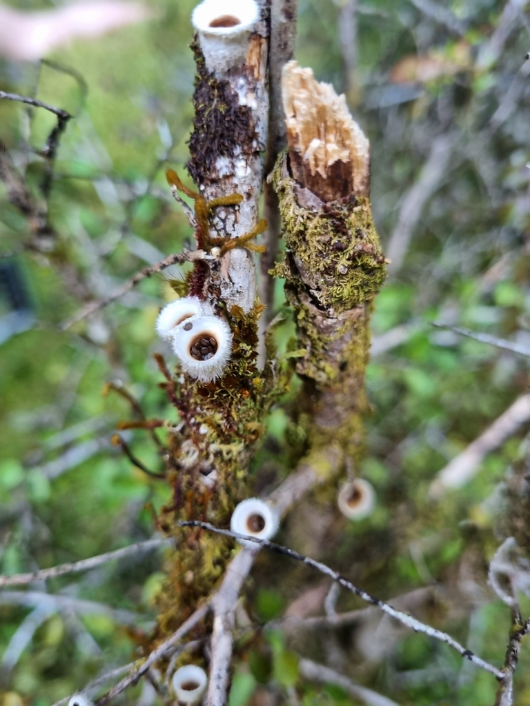 Nidula in October 2023 by islaym · iNaturalist