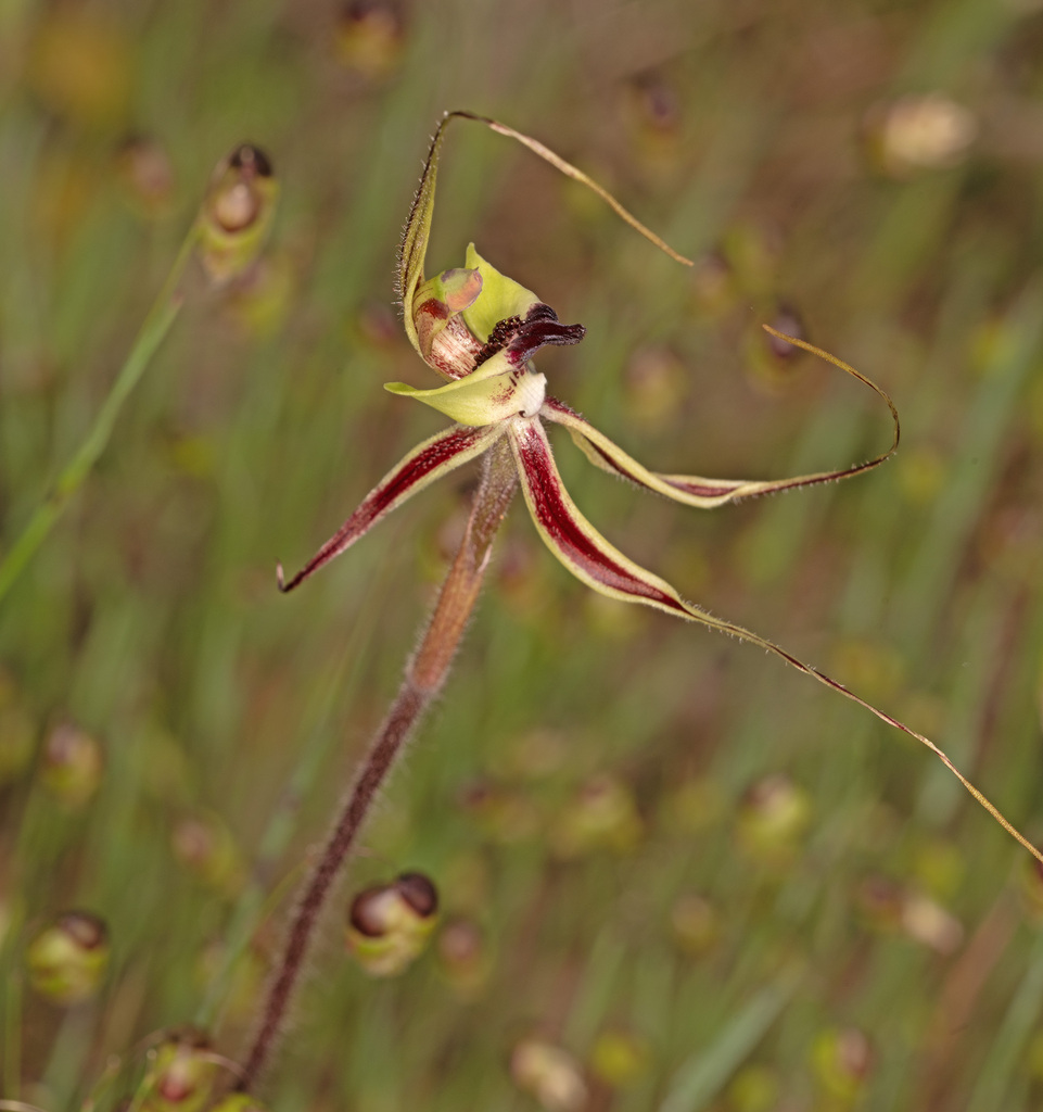 pointing spider orchid from Esperance WA 6450, Australia on September ...